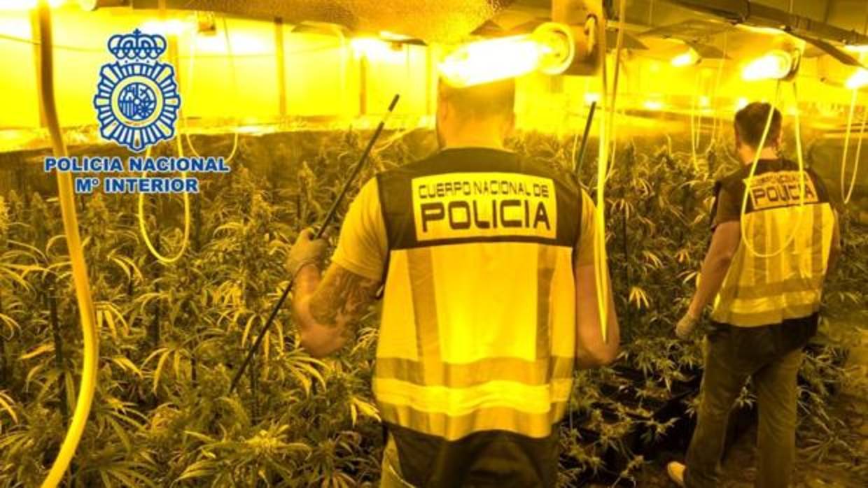 Desmanteladas tres plantaciones de marihuana en naves industriales en Jerez