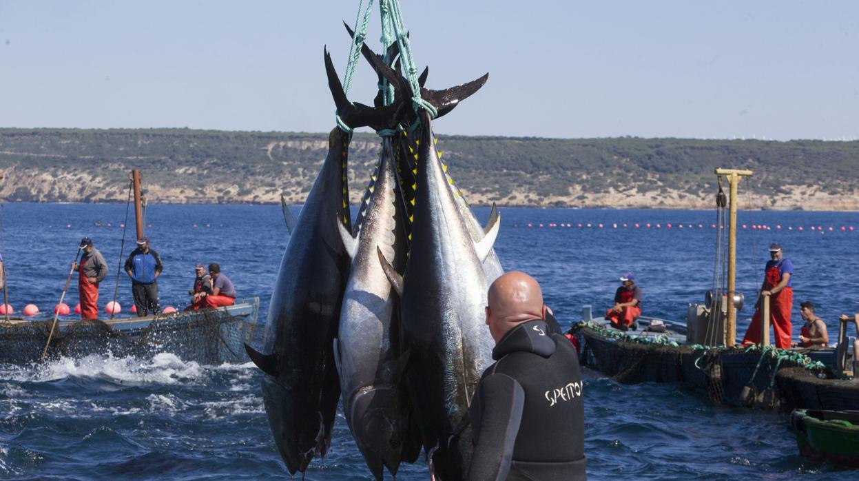 La campaña de pesca del atún culmina con más de 6.000 capturas