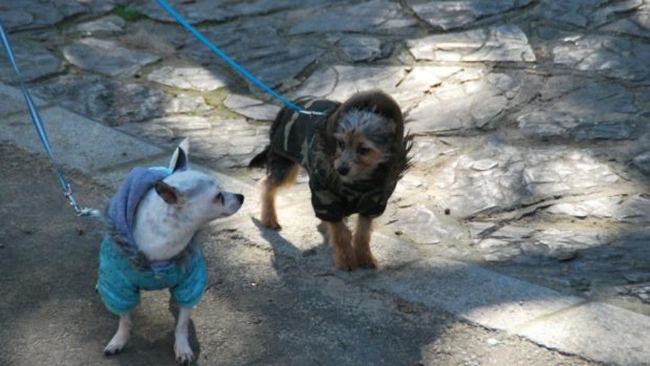 ¿Por qué hay tantos perros en Cádiz?